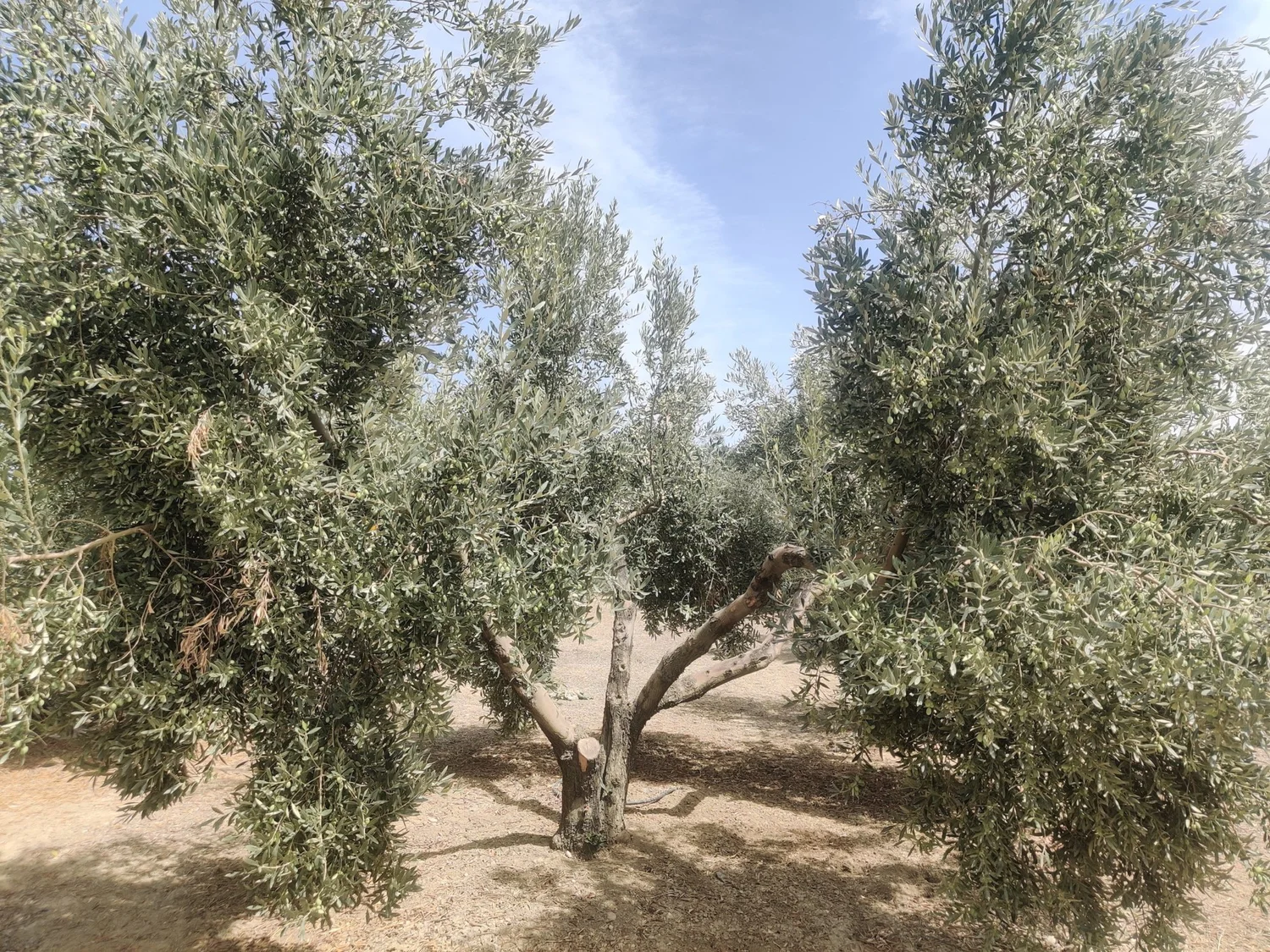 The Top Spanish Olive Varieties for Olive Oil | The Olive Oil Professor