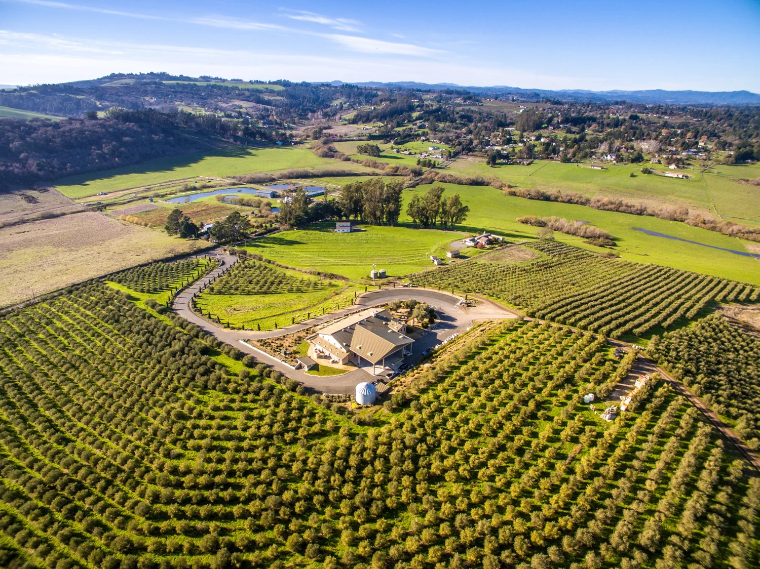 Gold Ridge Organic Farms: Olive Oil from Sonoma | The Olive Oil Professor
