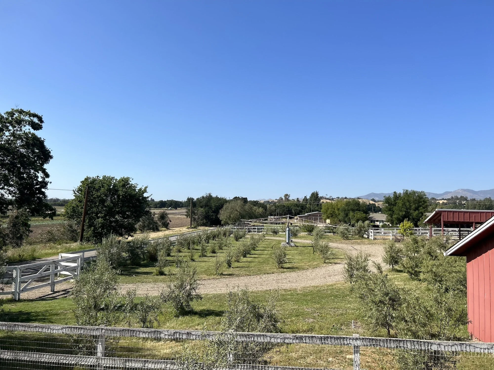 Five Seeds Olive Oil Farm | The Olive Oil Professor