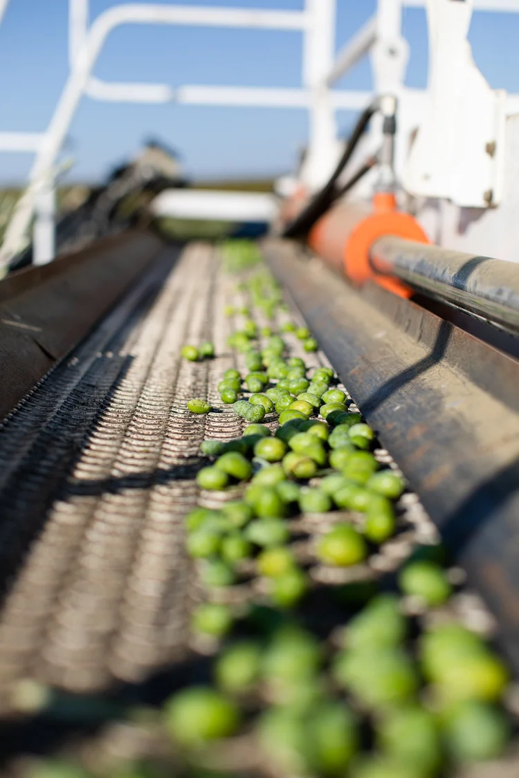 Cobram Estate Olives: Large Scale + Sustainable | The Olive Oil Professor