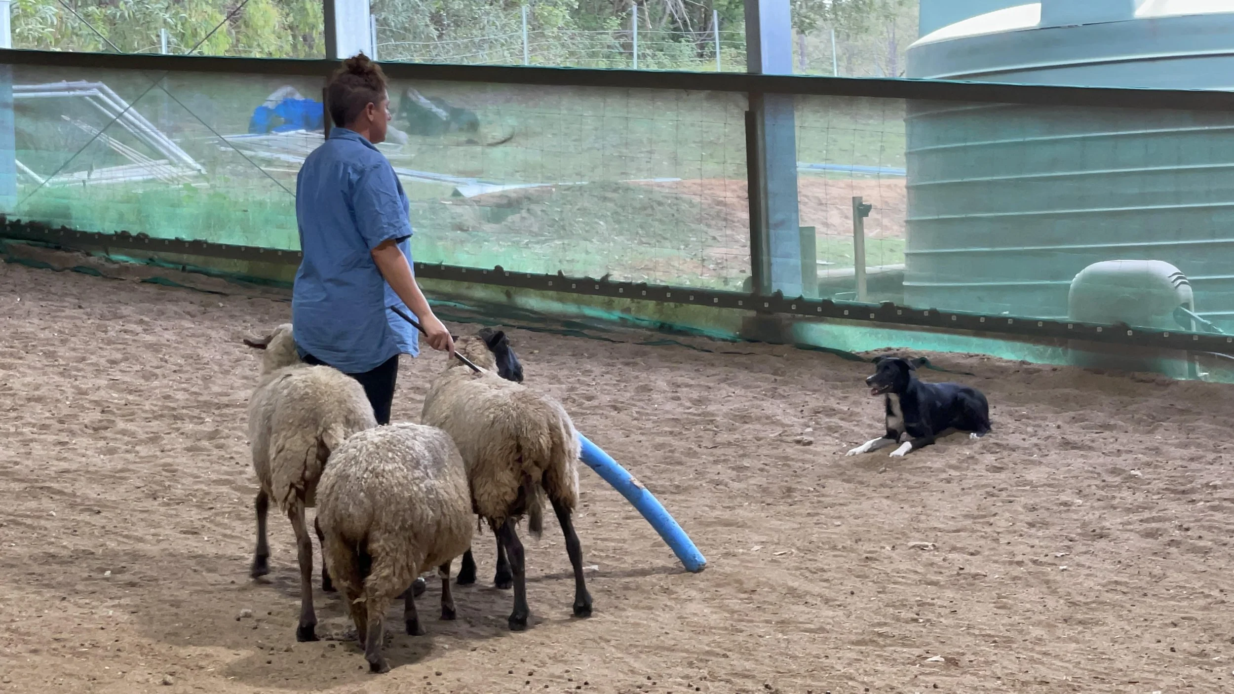 Services 1 — Leading K9