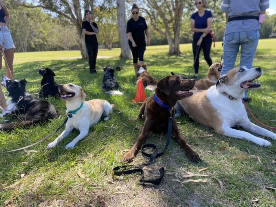 Services 1 — Leading K9