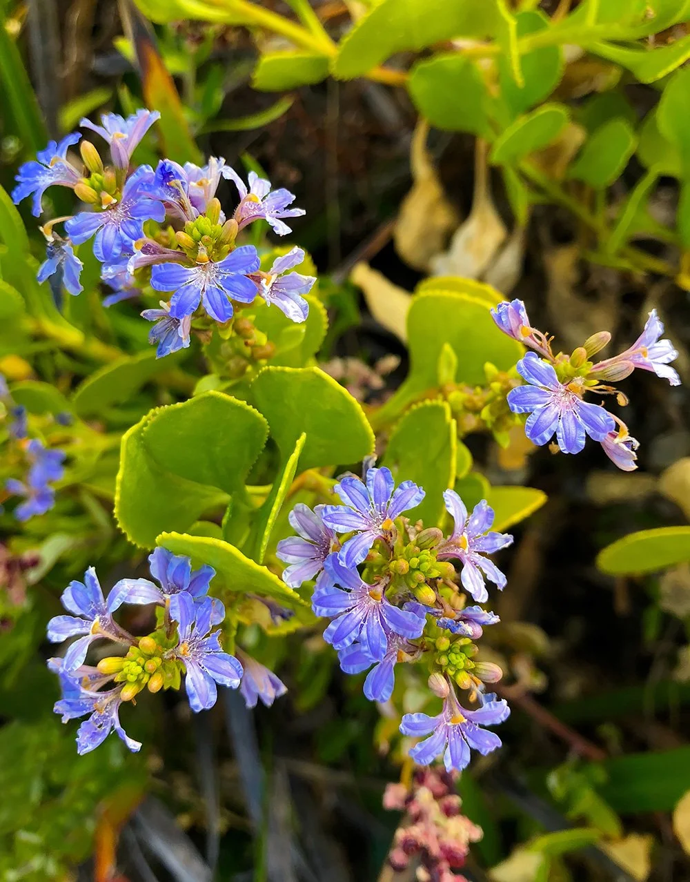 Scaevola Flower Care | Best Flower Site