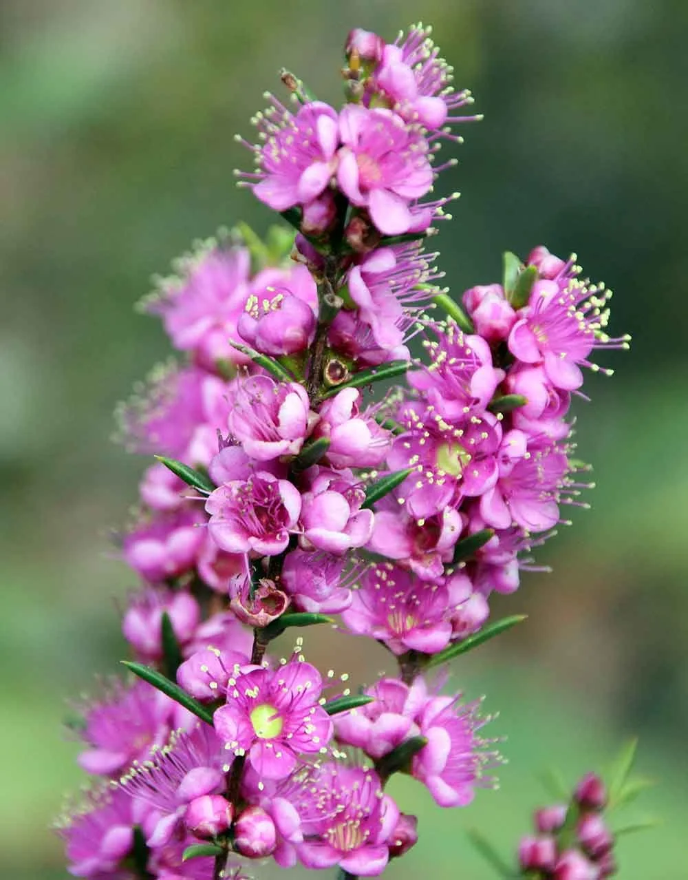 Snippy's Yard | Perth Plant Delivery | WA Native Plants
