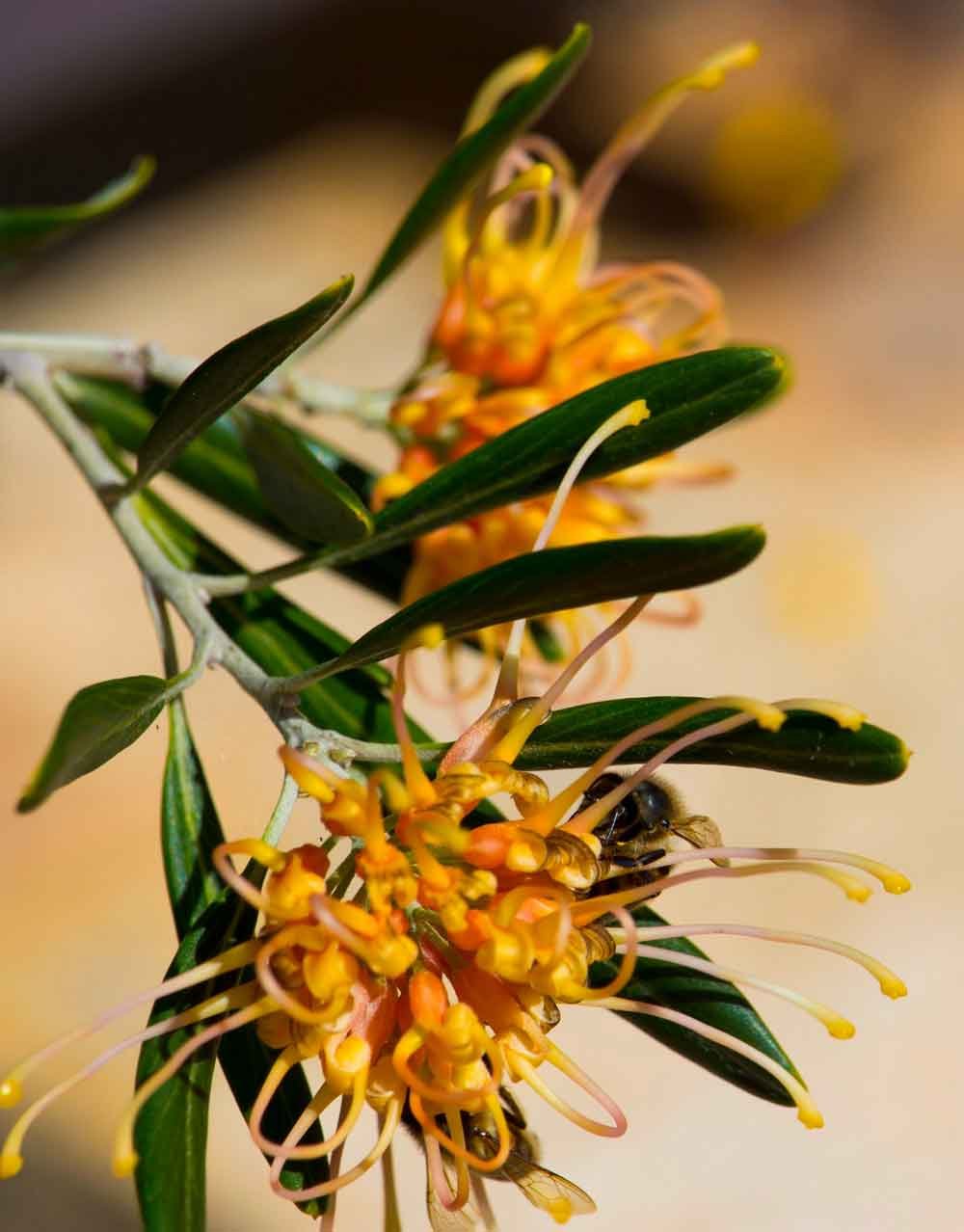 Snippy's Yard | Perth Plant Delivery | WA Native Plants | Online Garden ...