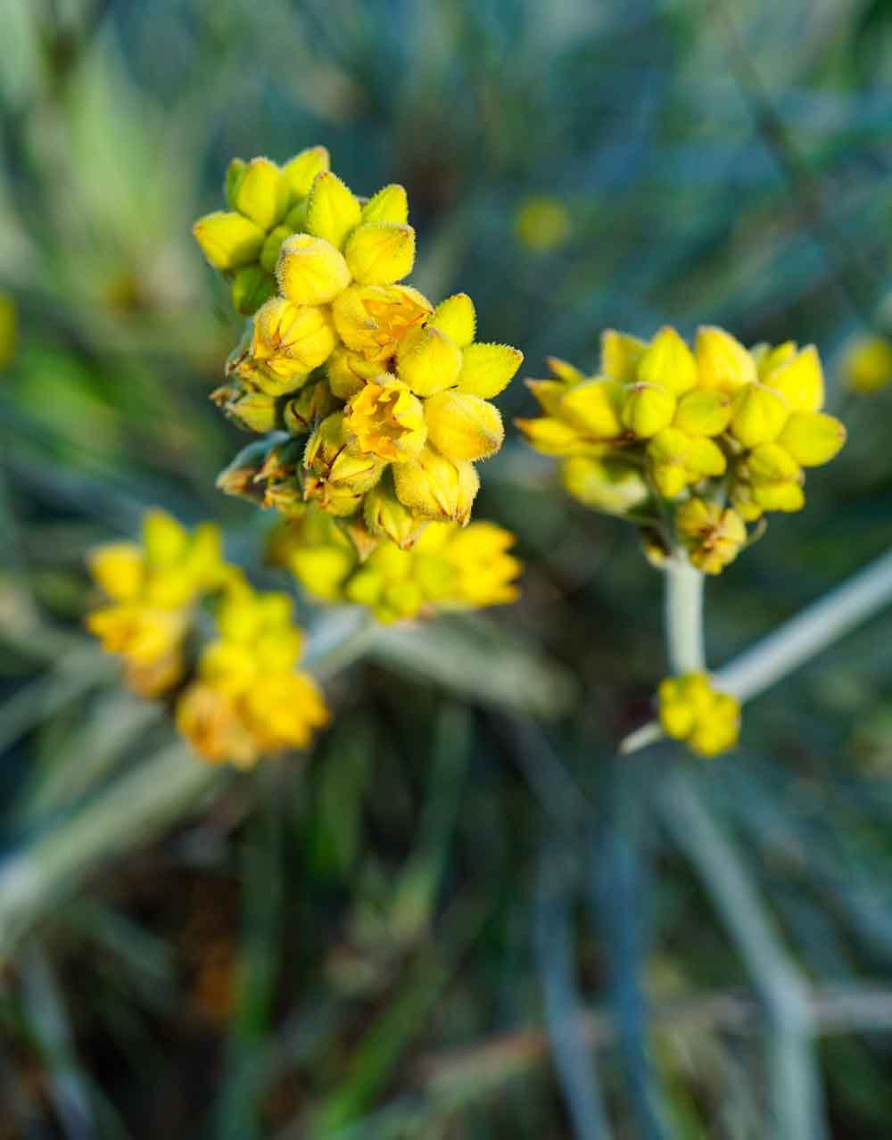 Snippy's Yard | Perth Plant Delivery | WA Native Plants | Online Garden ...
