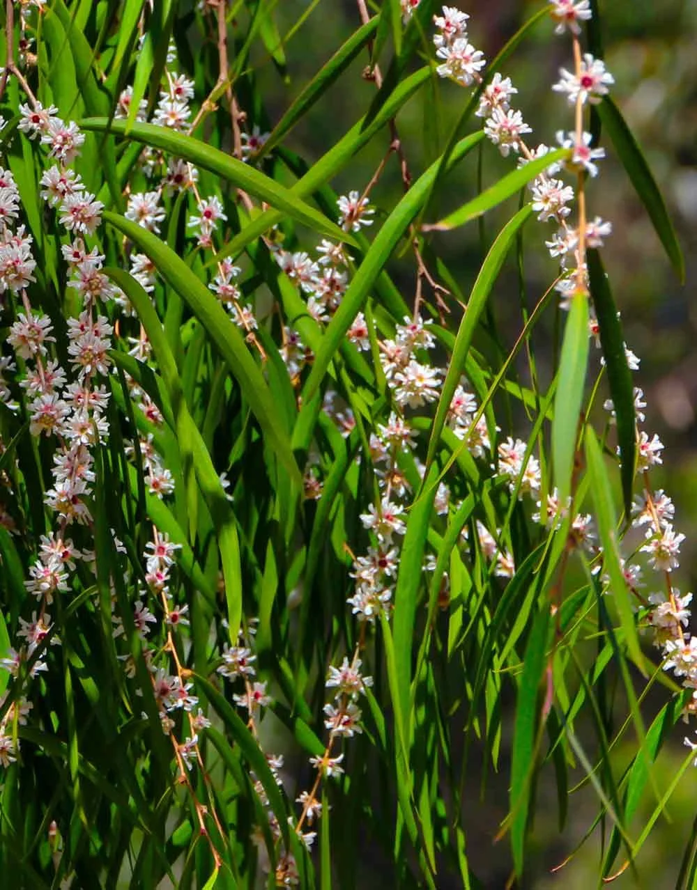 Native Denmark Flowers | Best Flower Site