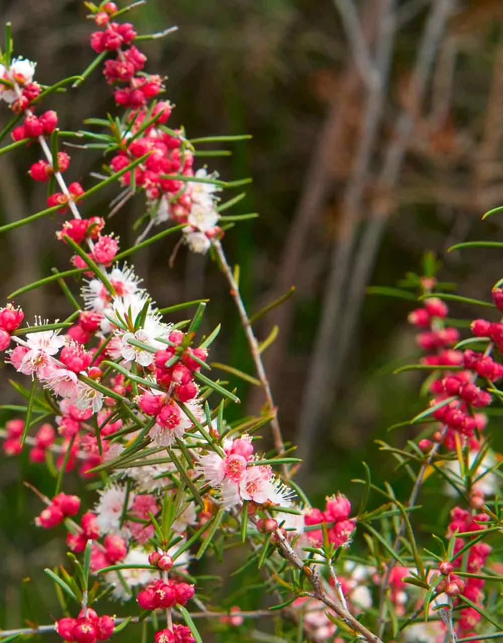 Snippy's Yard | Perth Plant Delivery | WA Native Plants | Online Garden ...
