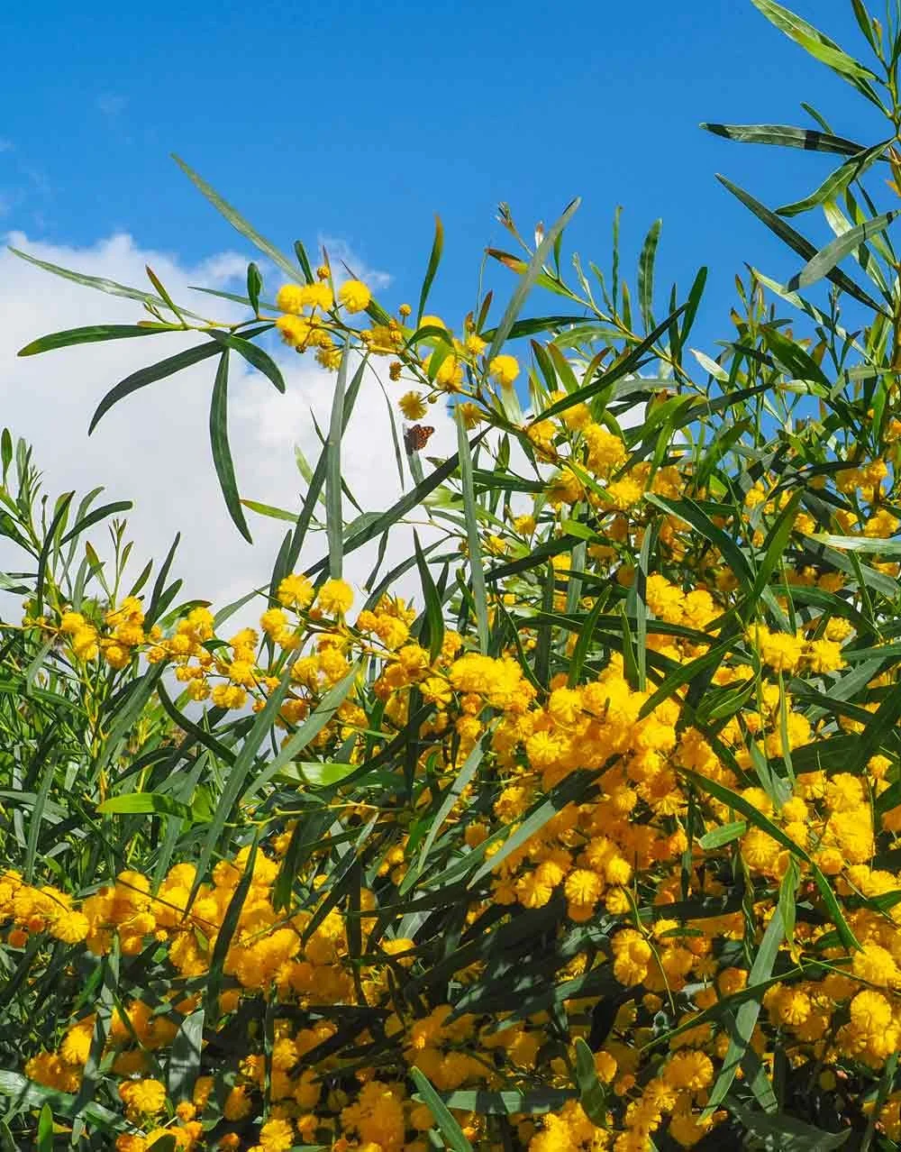Snippy's Yard | Perth Plant Delivery | WA Native Plants | Online Garden ...