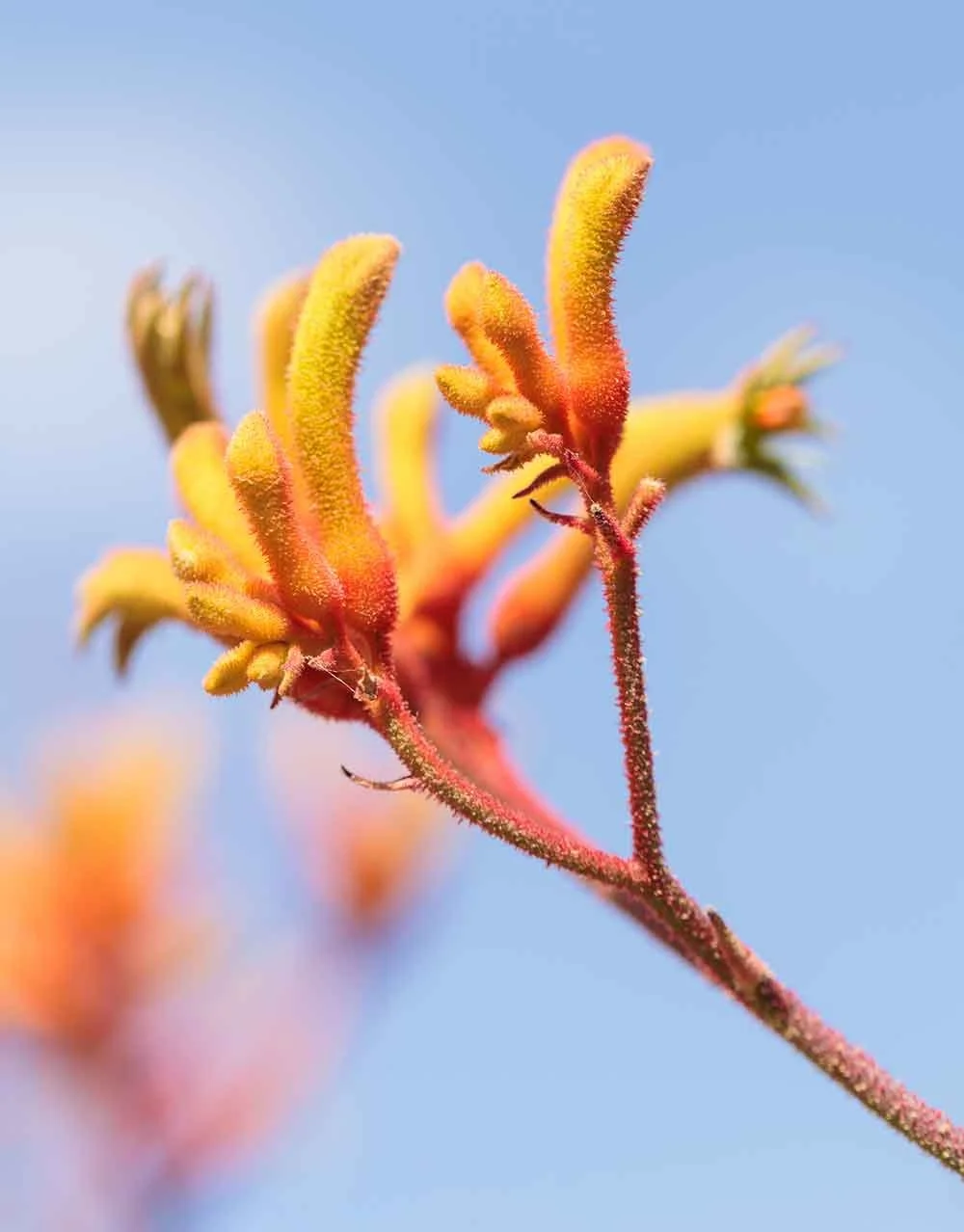 Snippy's Yard | Perth Plant Delivery | WA Native Plants | Online Garden ...