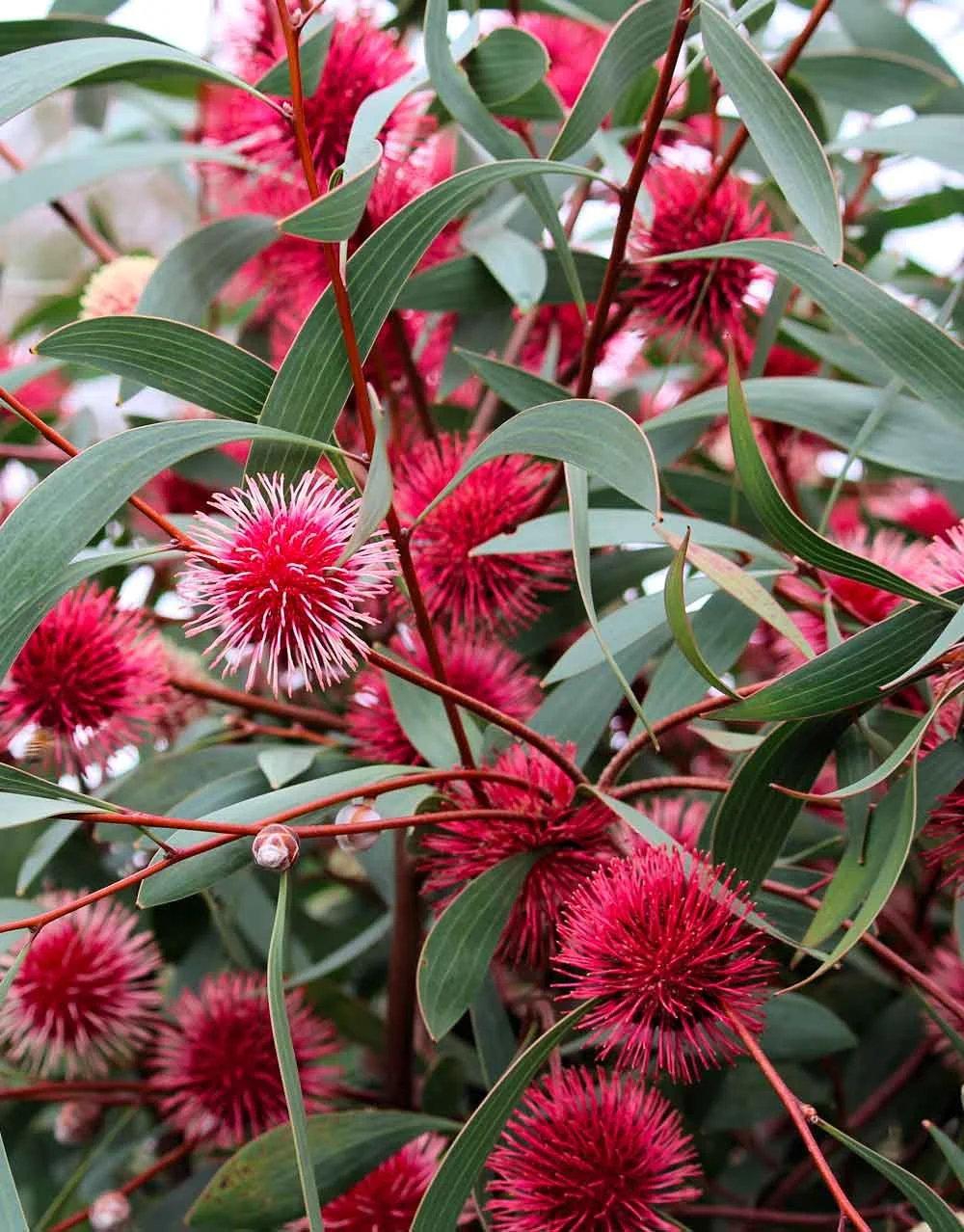 Snippy's Yard | Perth Plant Delivery | WA Native Plants | Online Garden ...