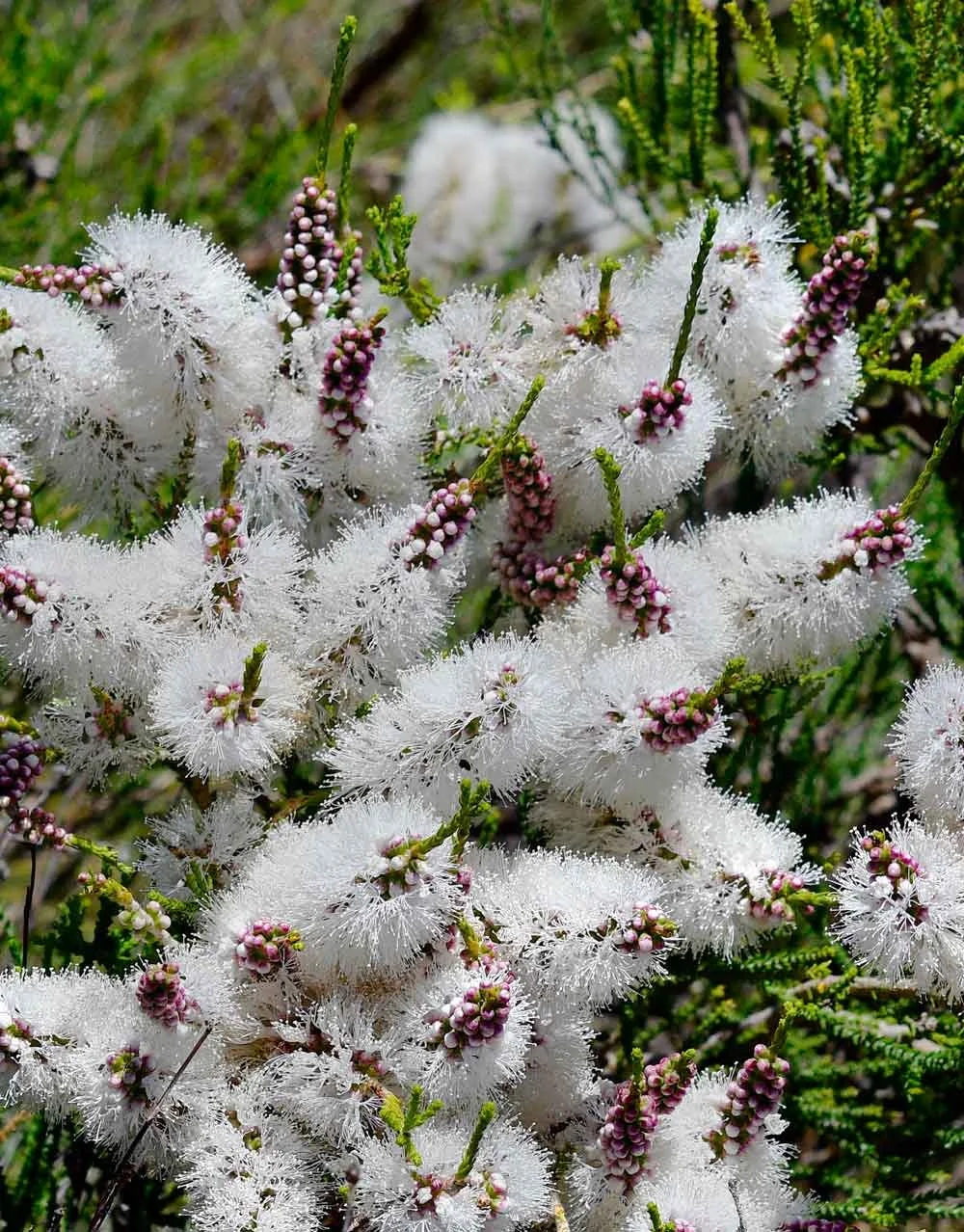 Snippy's Yard | Perth Plant Delivery | WA Native Plants