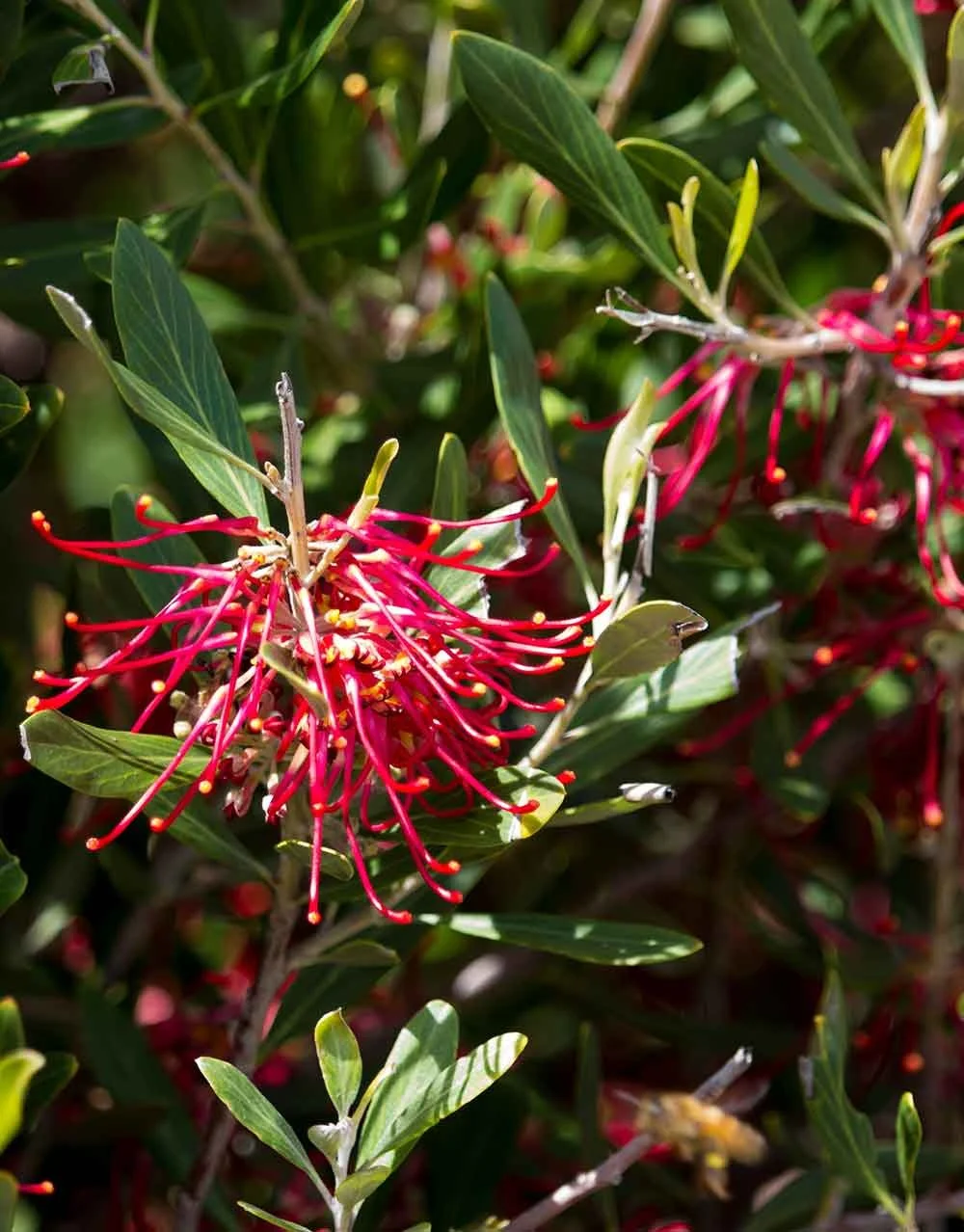 Snippy's Yard | Perth Plant Delivery | WA Native Plants