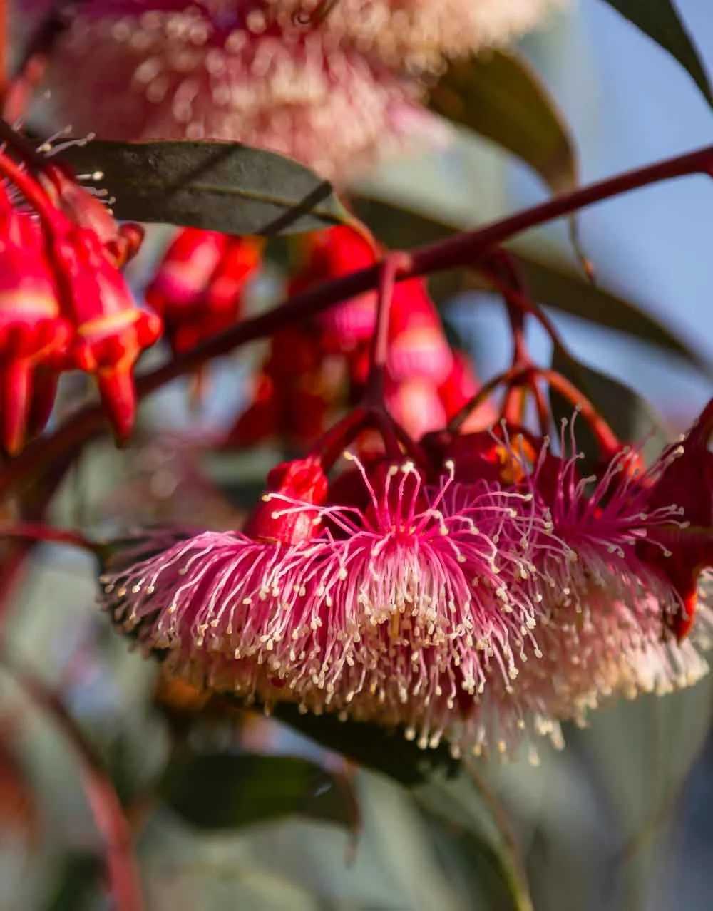 Snippy's Yard | Perth Plant Delivery | WA Native Plants | Online Garden ...