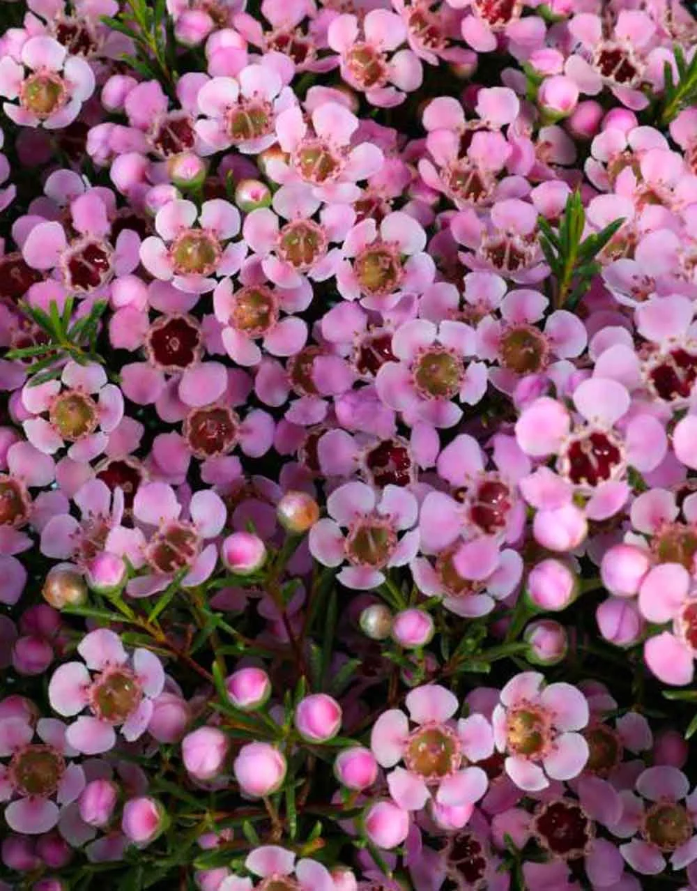 Snippy's Yard | Perth Plant Delivery | WA Native Plants | Online Garden ...