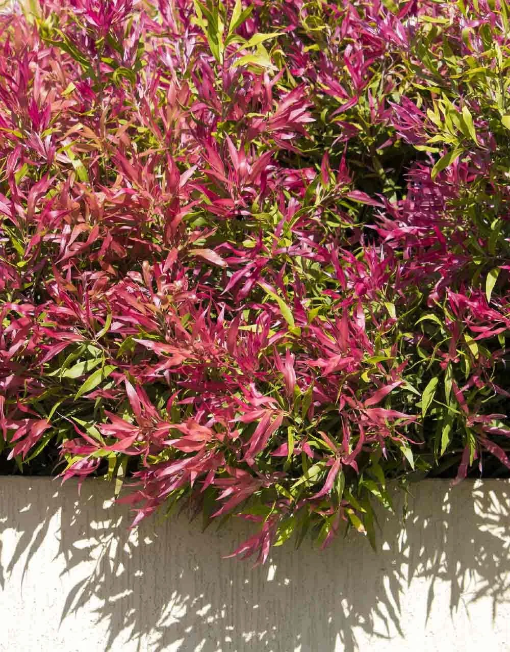 Snippy's Yard | Perth Plant Delivery | WA Native Plants | Online Garden ...