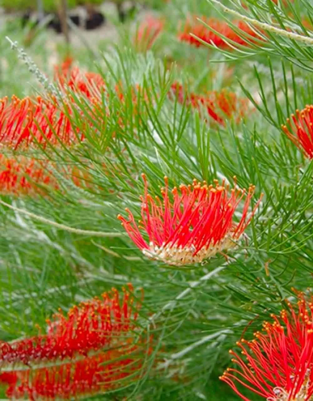 Snippy's Yard | Perth Plant Delivery | WA Native Plants | Online Garden ...