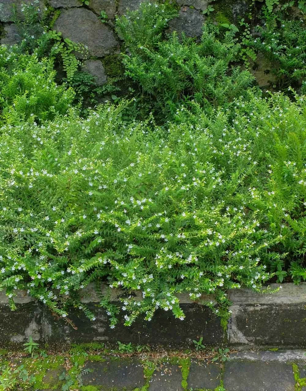 Snippy's Yard | Perth Plant Delivery | WA Native Plants | Online Garden ...