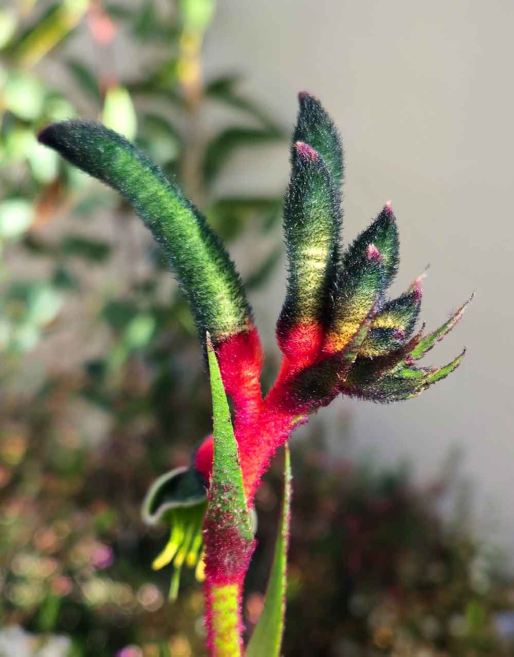 Snippy's Yard | Perth Plant Delivery | WA Native Plants | Online Garden ...