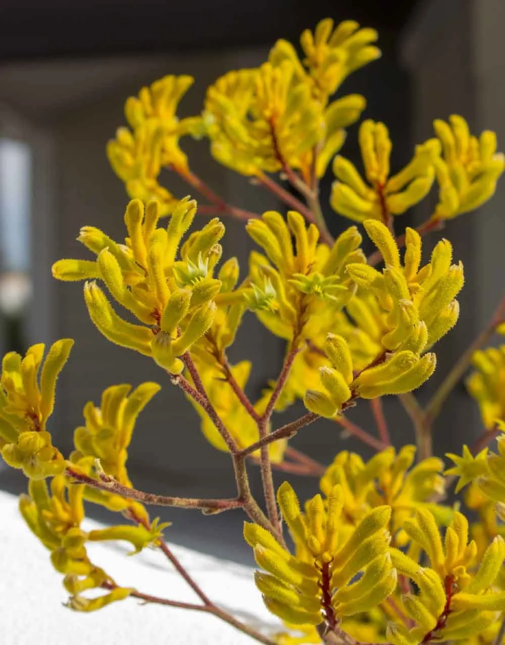 Snippy's Yard | Perth Plant Delivery | WA Native Plants | Online Garden ...