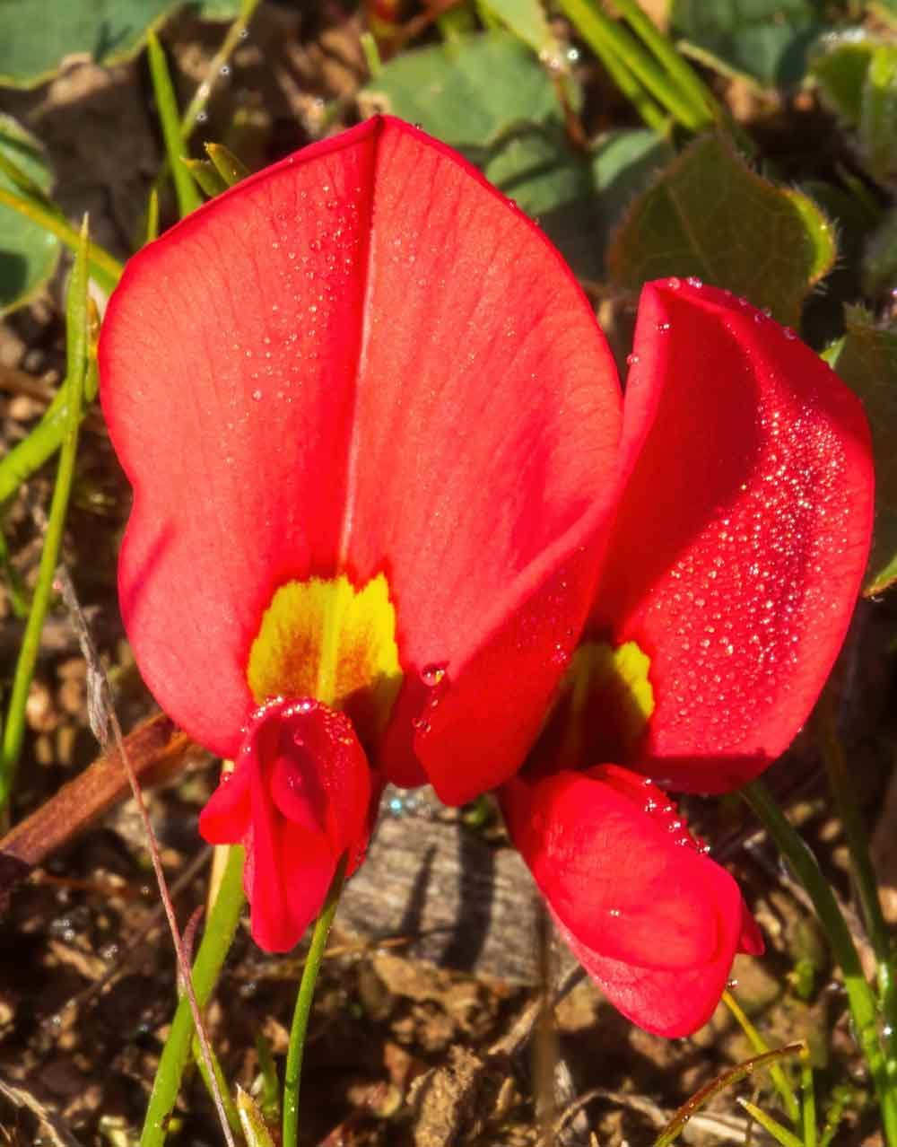 Snippy's Yard | Perth Plant Delivery | WA Native Plants | Online Garden ...