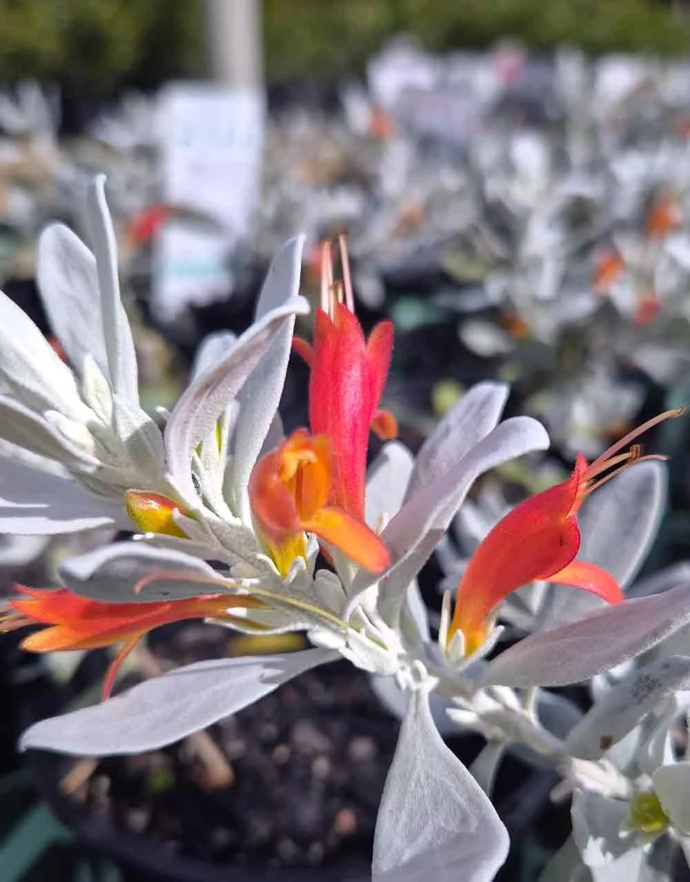 Snippy's Yard | Perth Plant Delivery | WA Native Plants | Online Garden ...