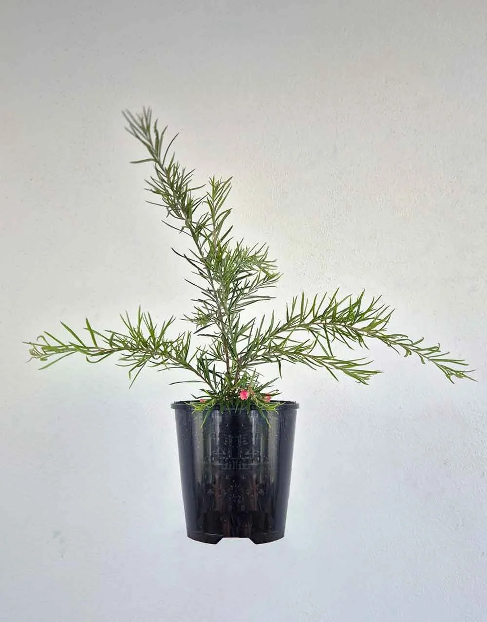 Snippy's Yard | Perth Plant Delivery | WA Native Plants | Online Garden ...