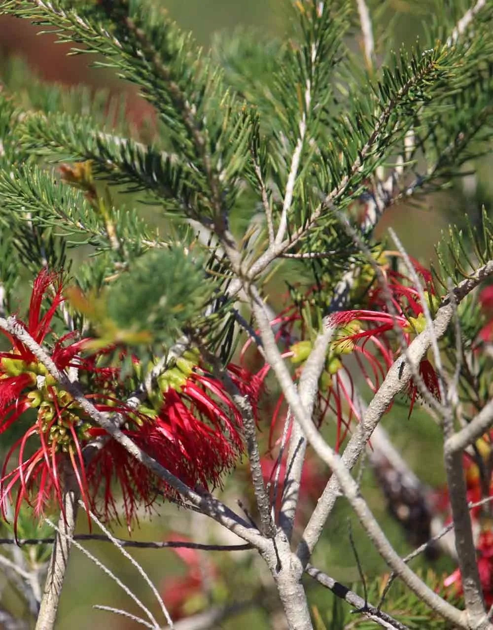 Snippy's Yard | Perth Plant Delivery | WA Native Plants | Online Garden ...