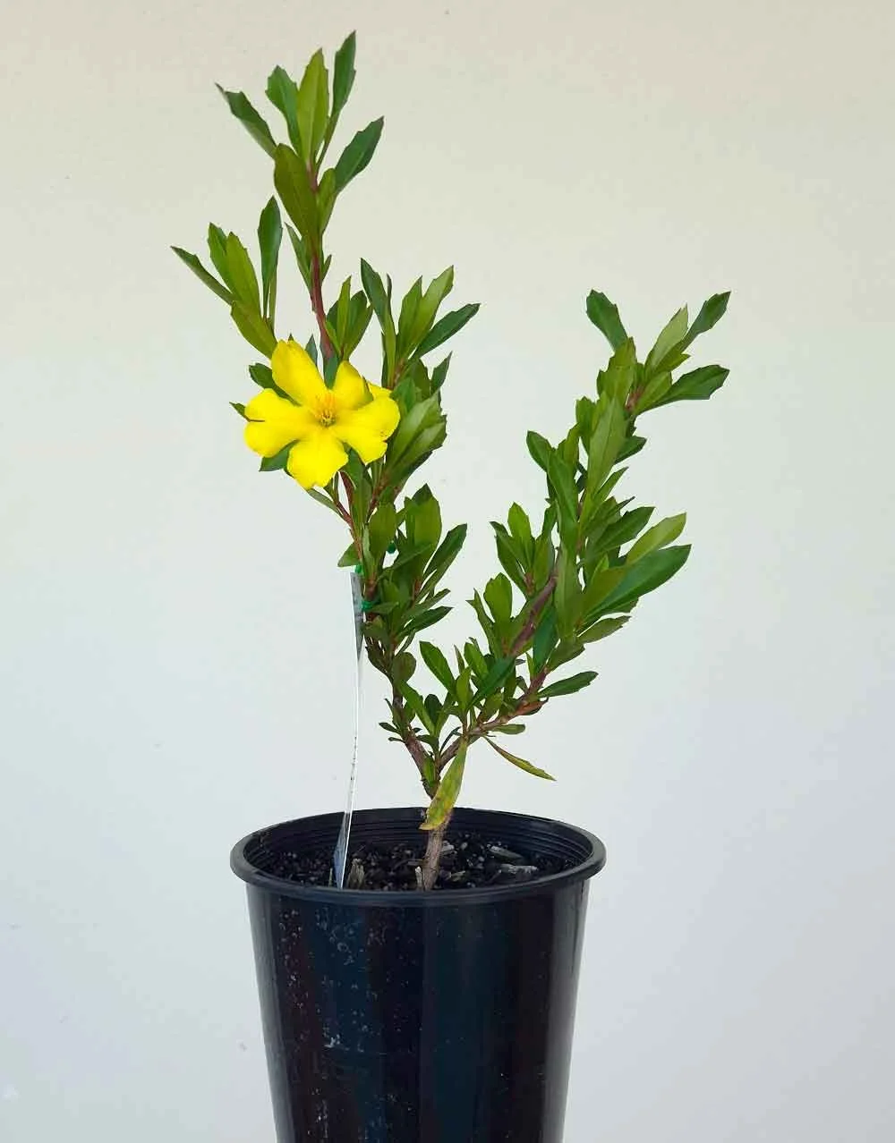 Snippy's Yard | Perth Plant Delivery | WA Native Plants | Online Garden ...