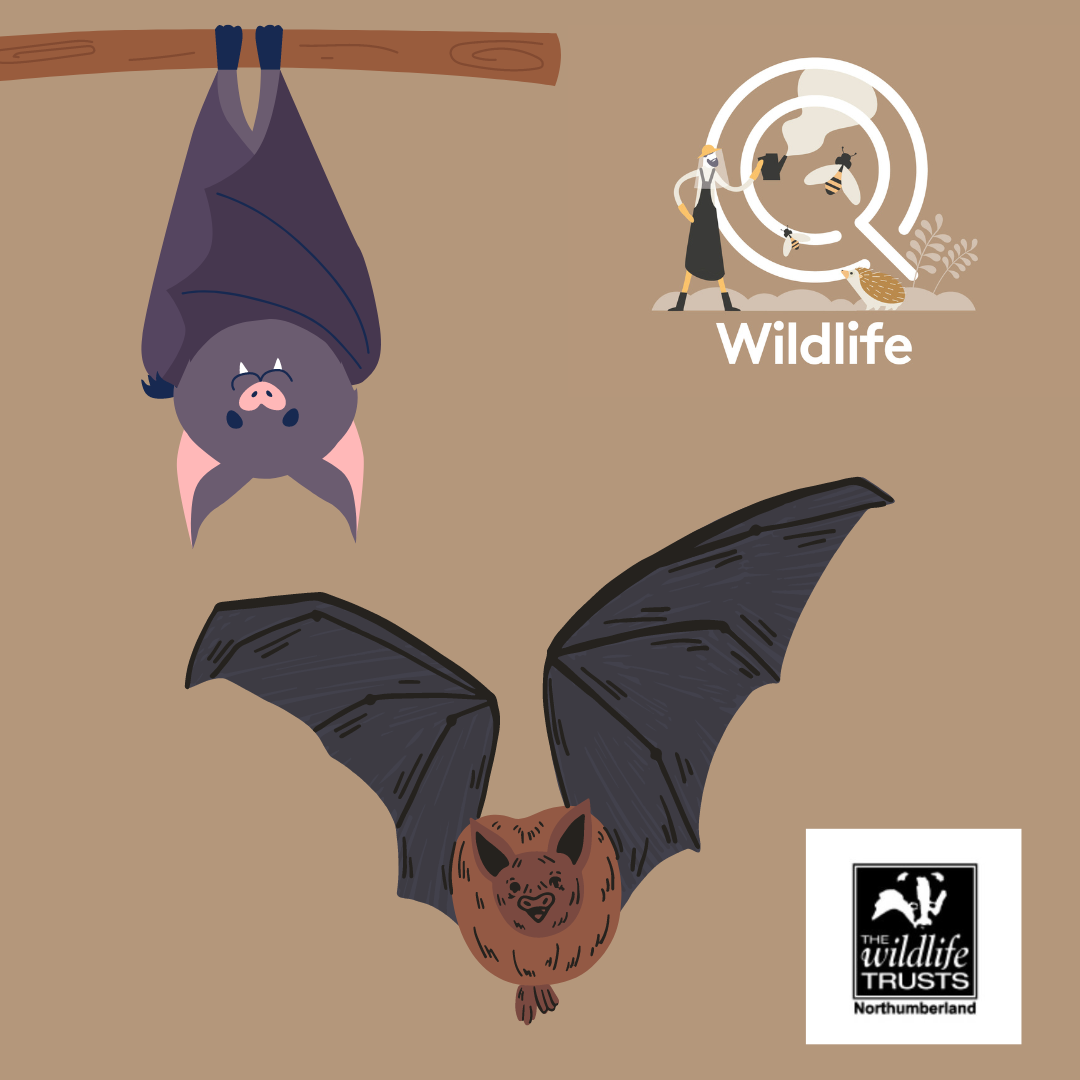 Build a Bat Box — Quorum Park