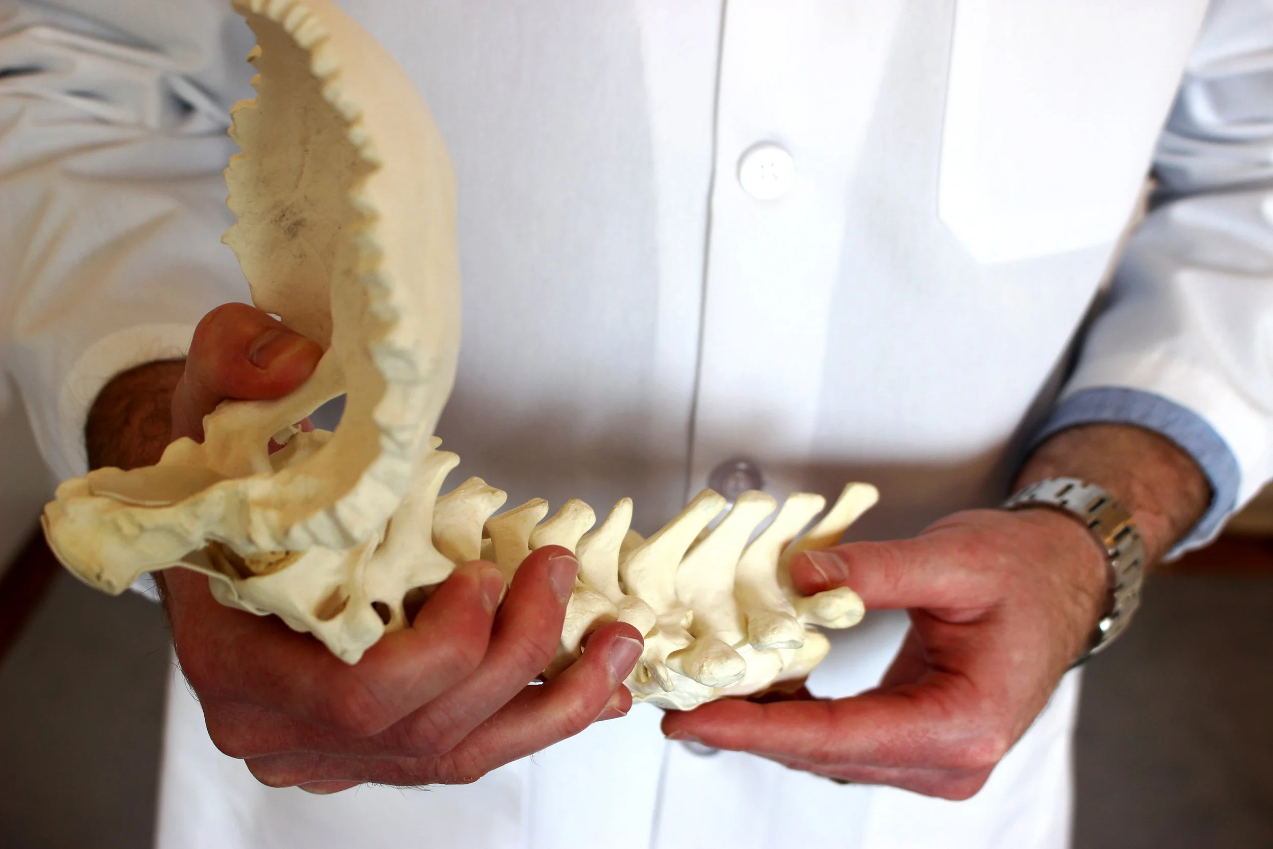 Rawicki Spine Surgery