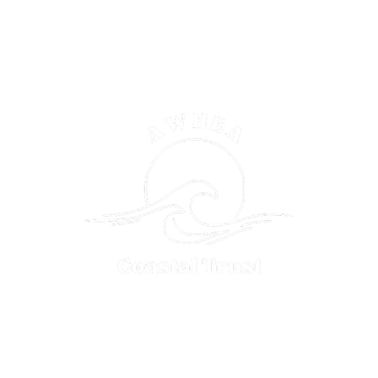 Buy Fresh NZ Paua Online | Tora Paua (Abalone) Caught To Order — Tora ...