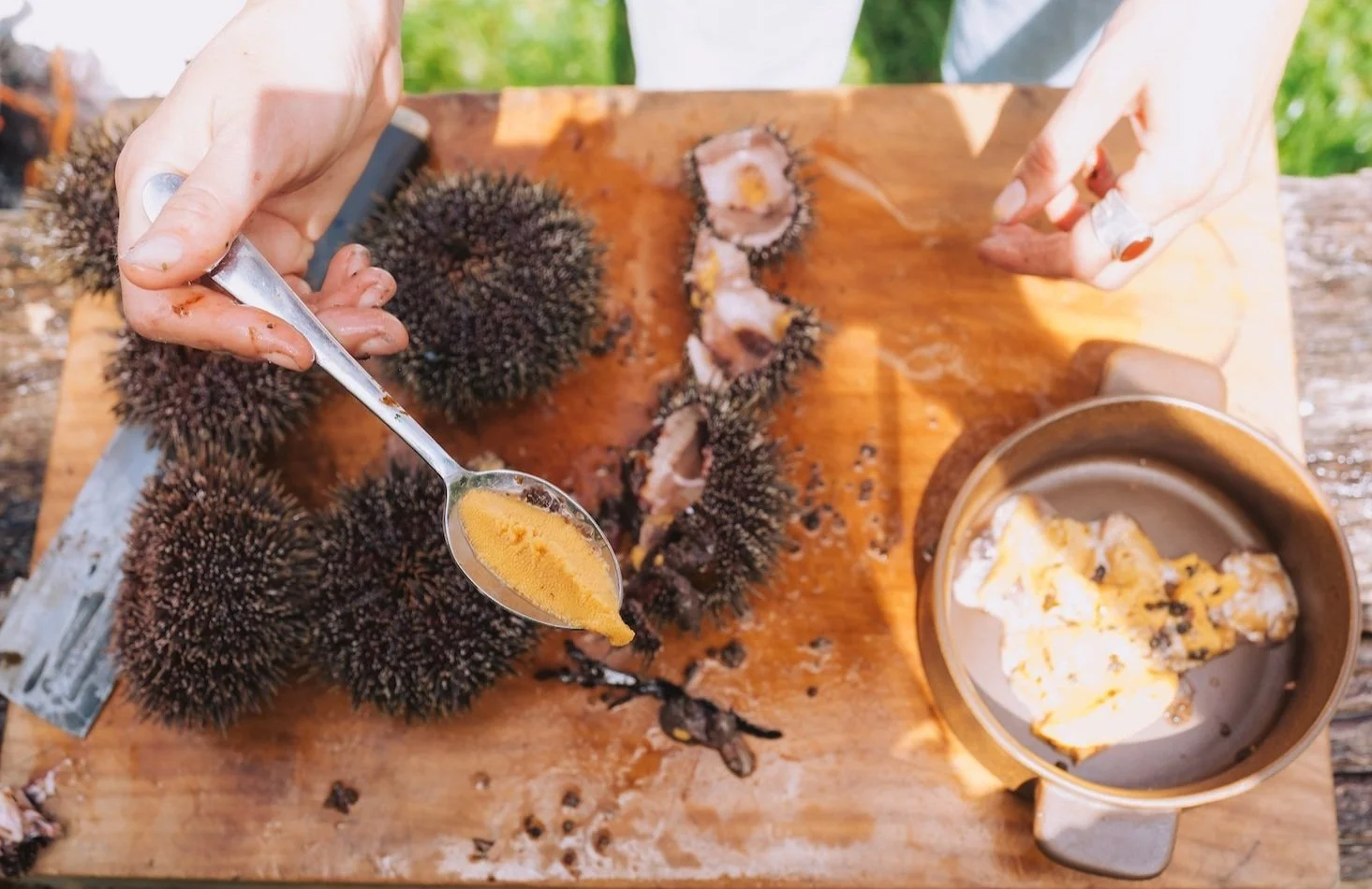 Tora Coast Live Kina: Hand-Gathered Ocean Kina, Delivered Fresh — Tora ...