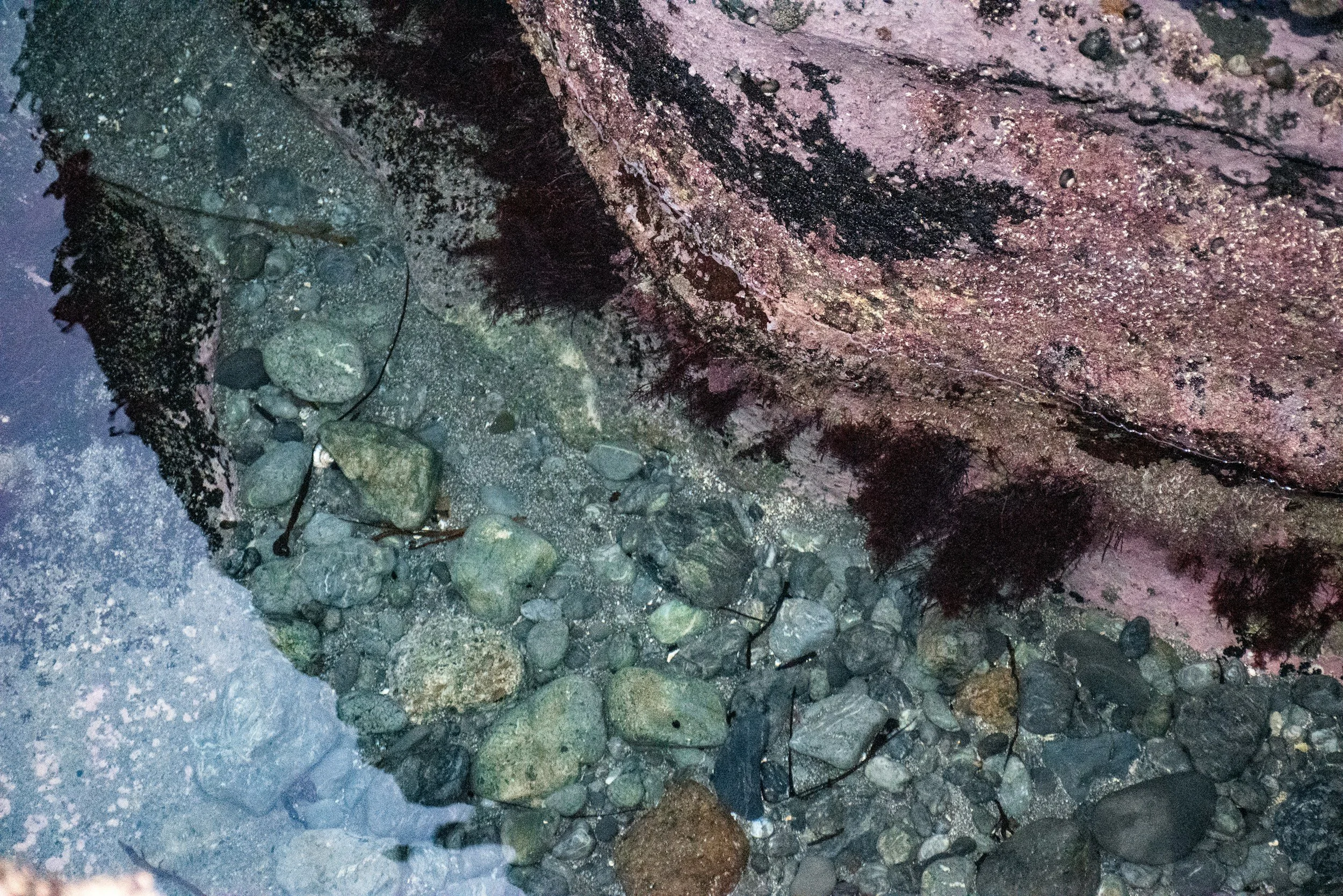 Sustainably Caught, Wild Seafood from Tora | Tora Collective