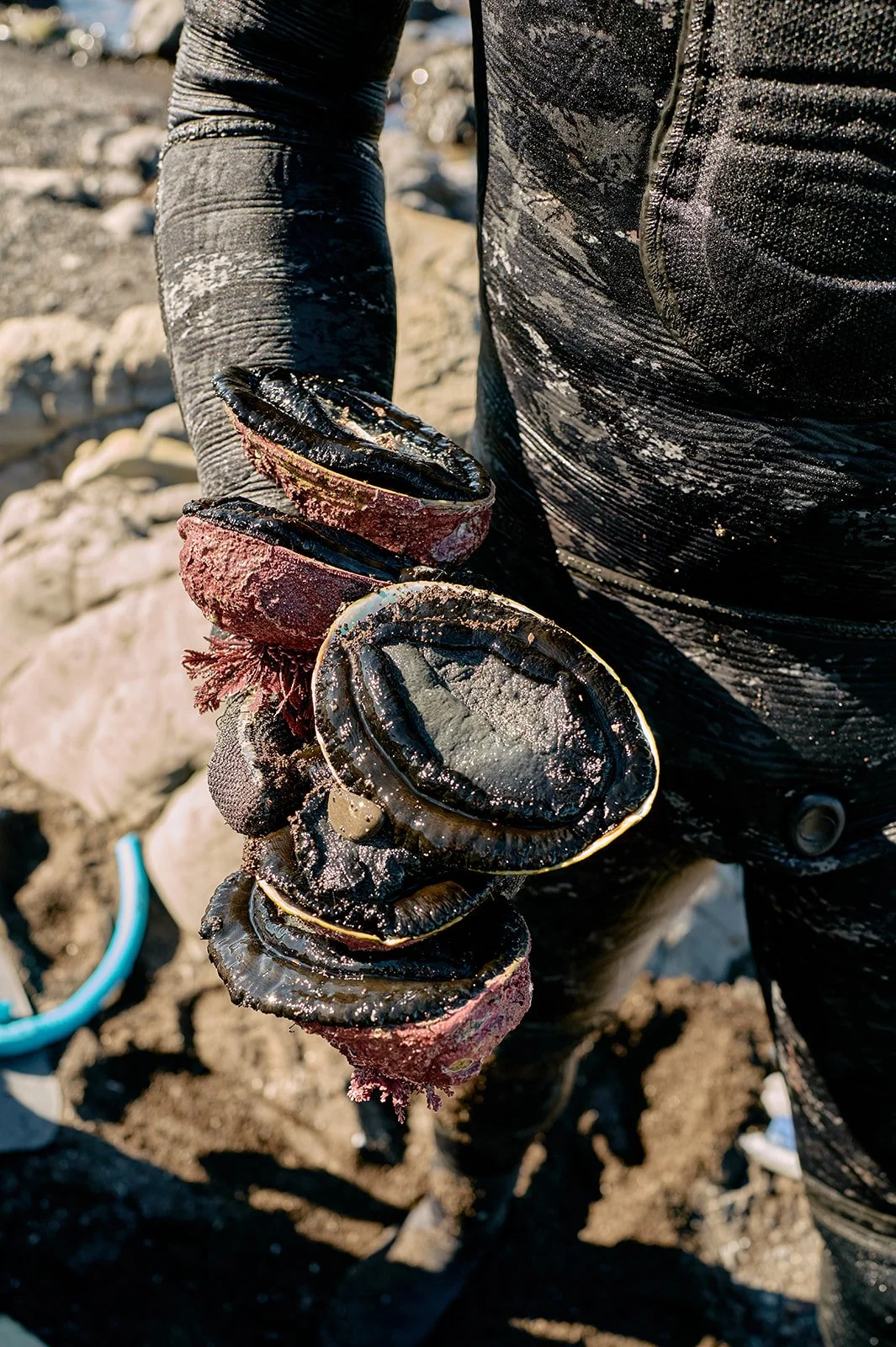 Buy Fresh NZ Paua Online | Tora Paua (Abalone) Caught To Order — Tora ...