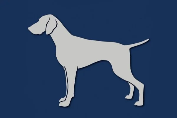 Events — The Grey Dog Bar