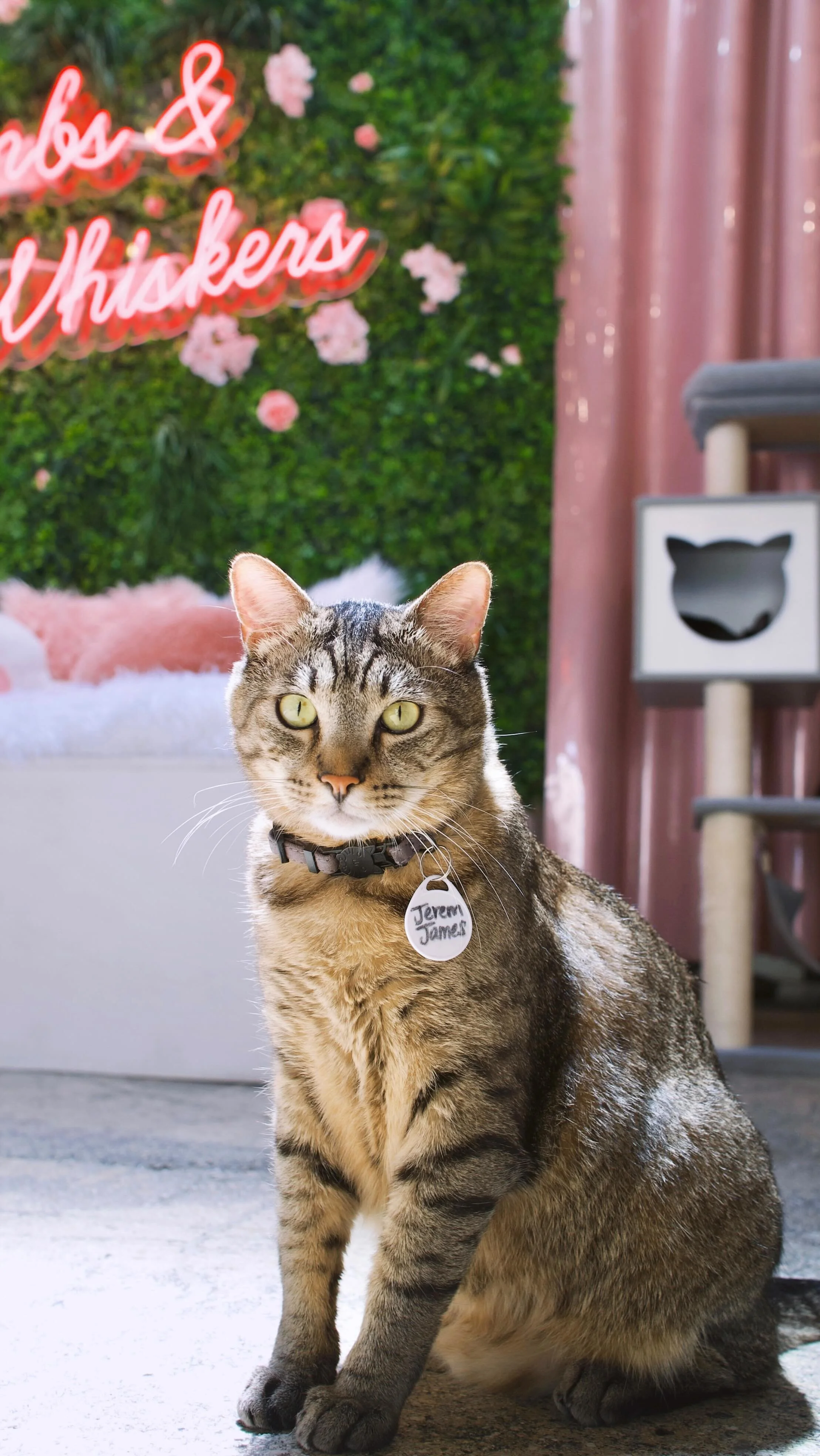 Kitten & Cat Café | Crumbs & Whiskers
