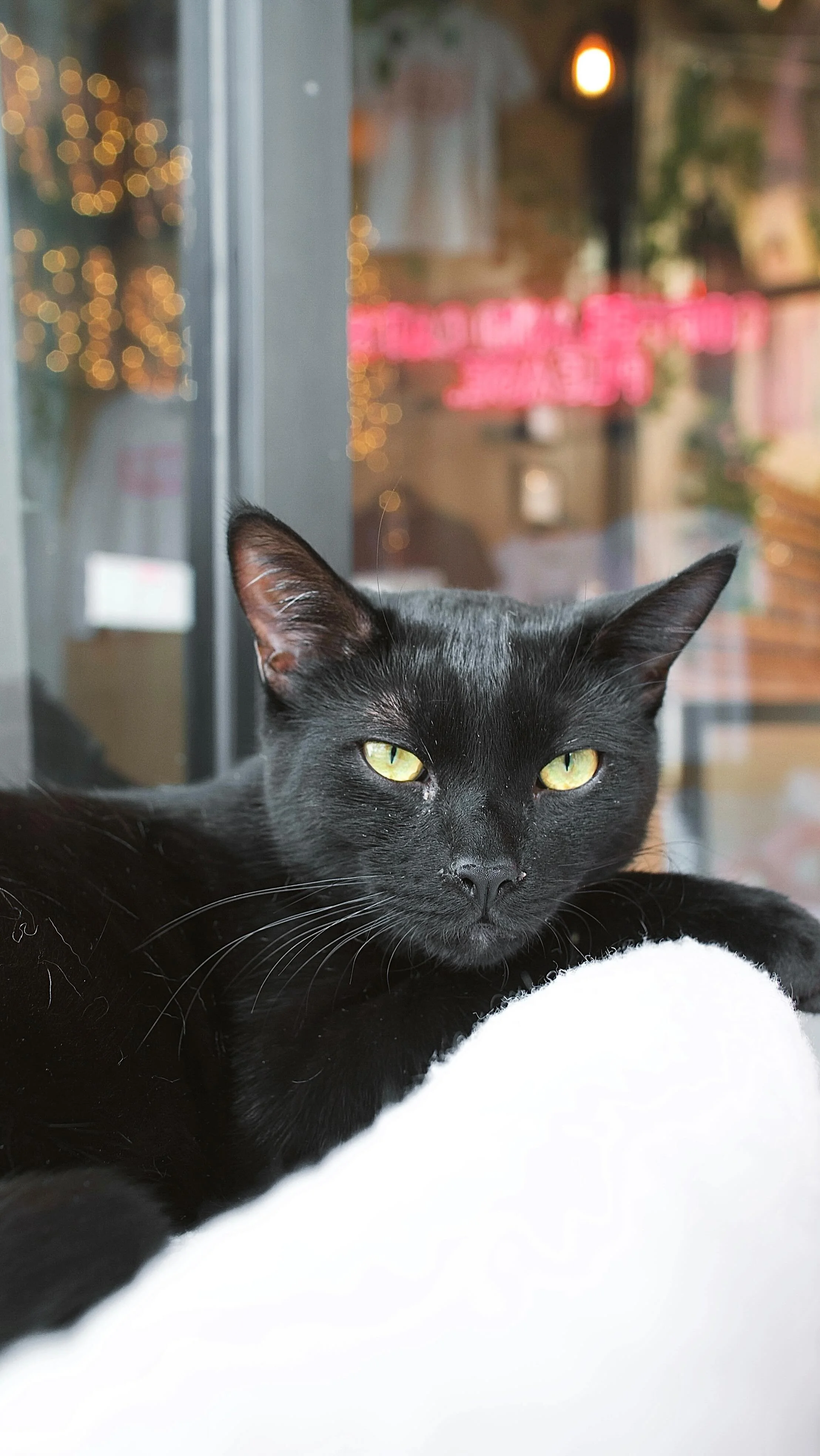 Kitten & Cat Café | Crumbs & Whiskers