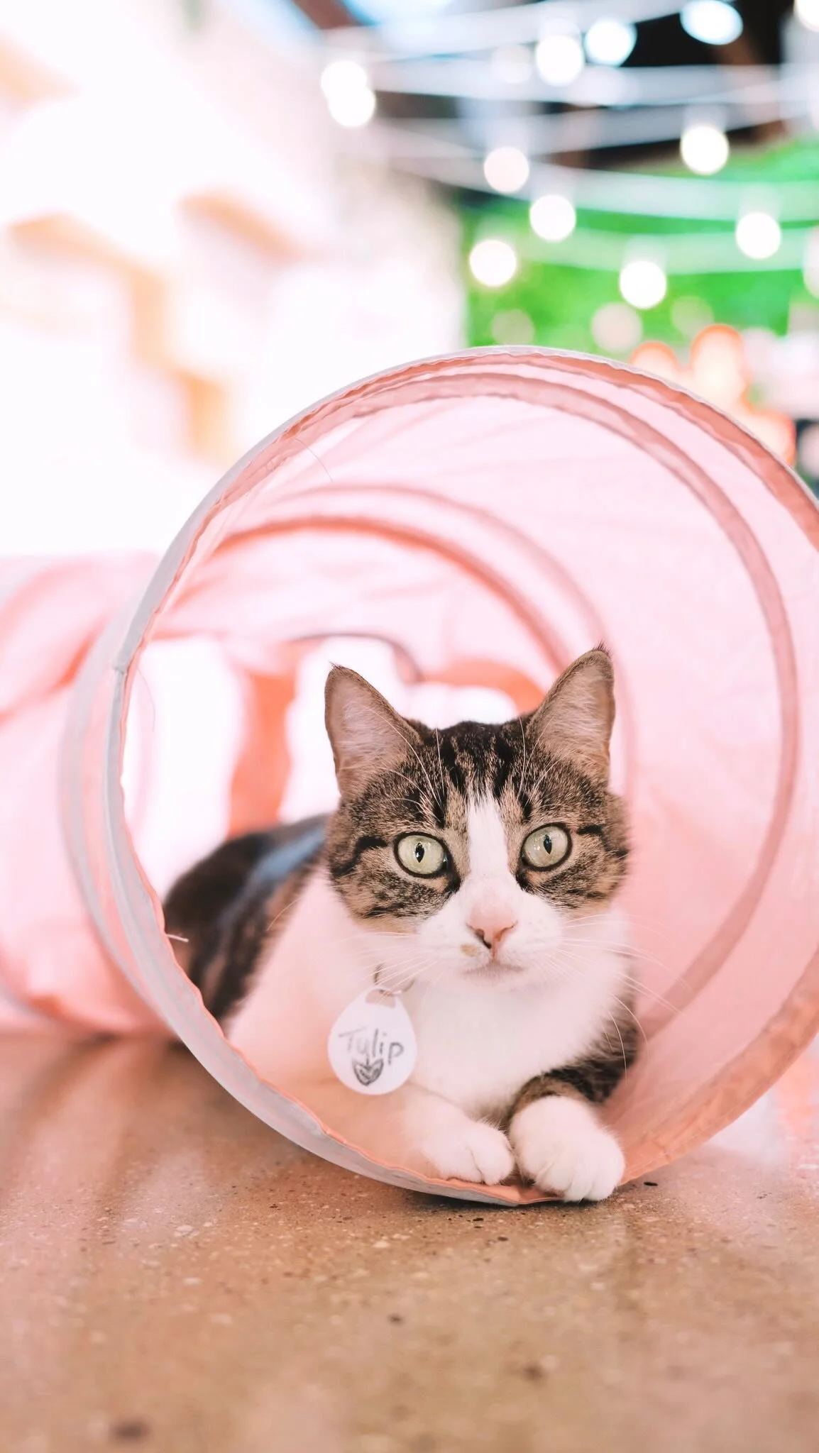 Kitten & Cat Café | Crumbs & Whiskers