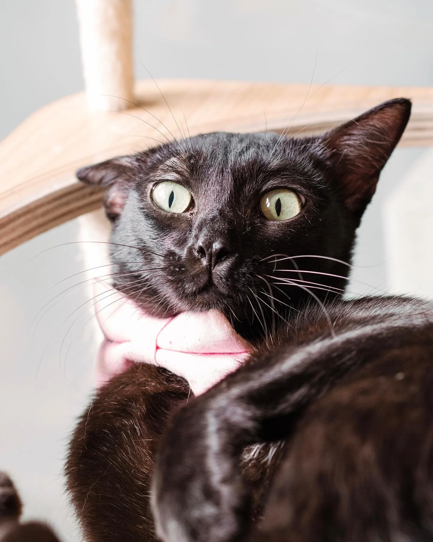 DC Cats For Adoption — Crumbs & Whiskers