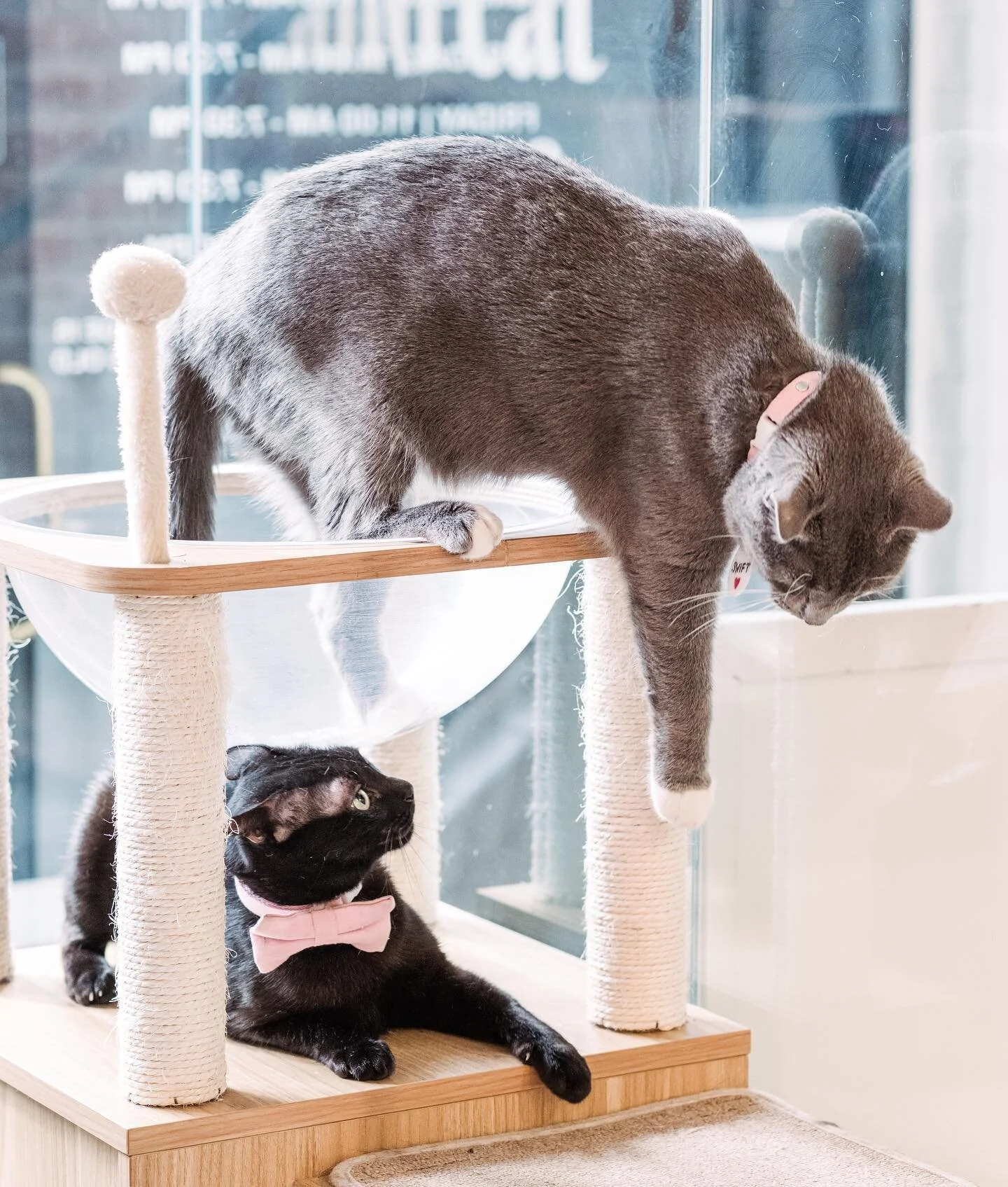 DC Cats For Adoption — Crumbs & Whiskers