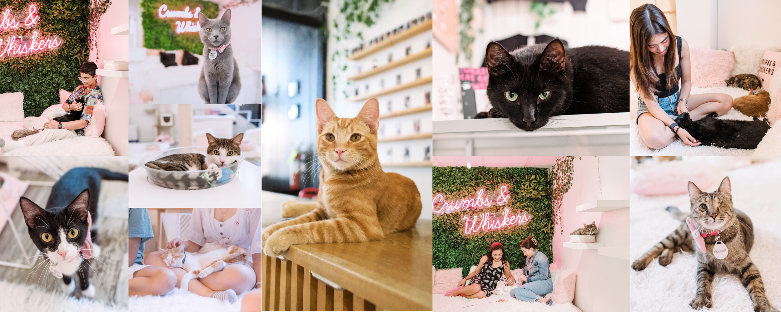 Kitten & Cat Café | Crumbs & Whiskers