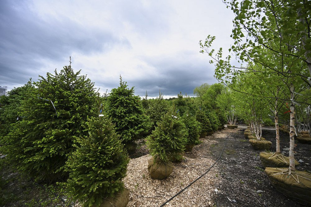About 1 — Evergreen Gardens of Vermont