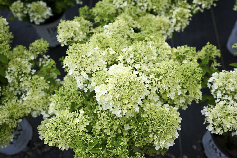 About 1 — Evergreen Gardens of Vermont