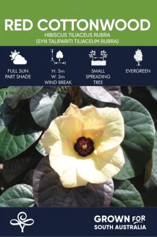 RED COTTONWOOD — Heynes Wholesale