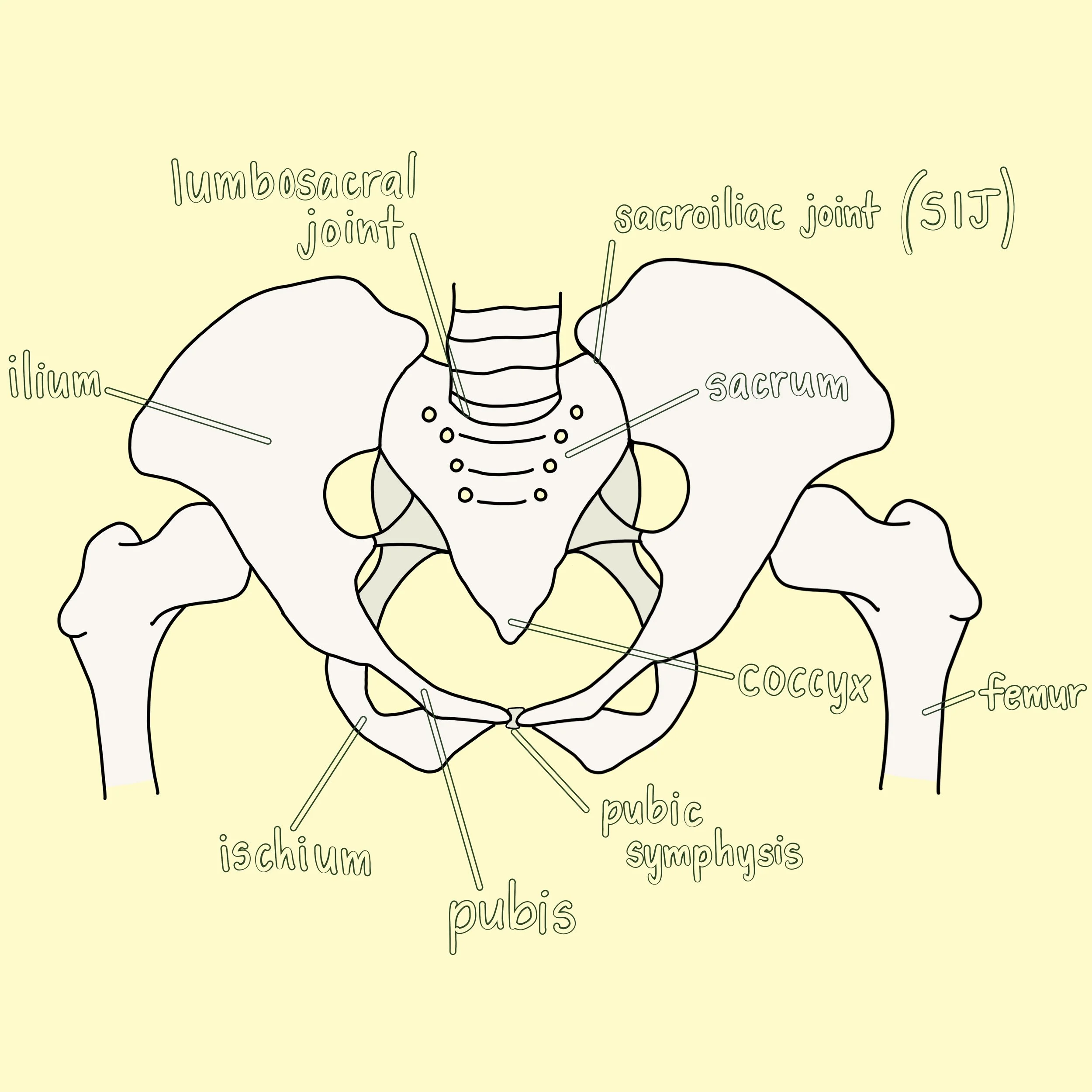 Laboring and Birthing Positions–Why They Matter — Your Pelvic Bestie