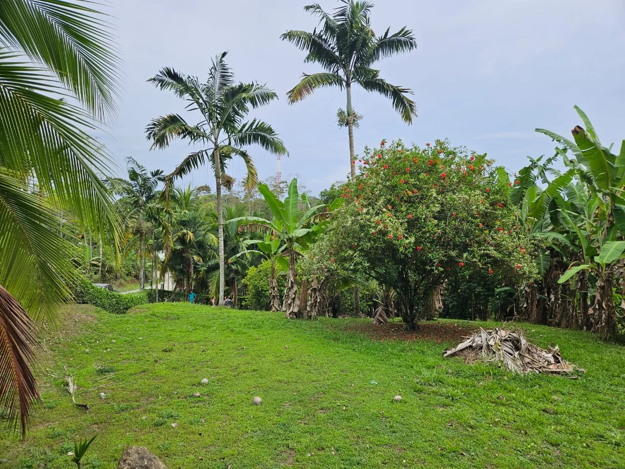 Looking to purchase property in Puerto Viejo, Costa Rica? Our "My Puerto Viejo Realtor" website ...