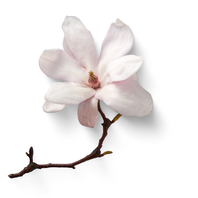 Radiant Life Wellness Coaching