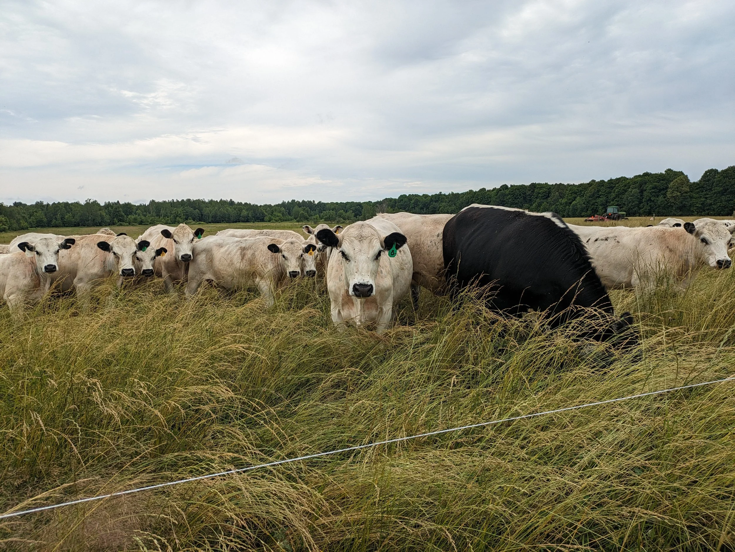 Bella Hof Family Farm | Pastured-Raised Beef, Pork & Chicken | Aniwa, WI