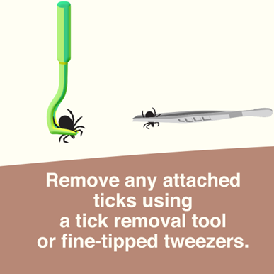 Recognising Tick Bites and Early Symptoms of Lyme Disease | Community ...